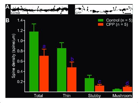CPP Reduces Total But Increases Mushroom Like Dendritic Spines In