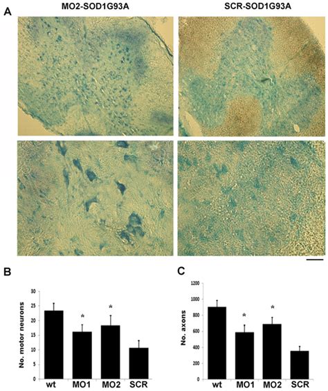 MO Treatment Increases Motor Neuron And Axon Number Spinal Cords Were