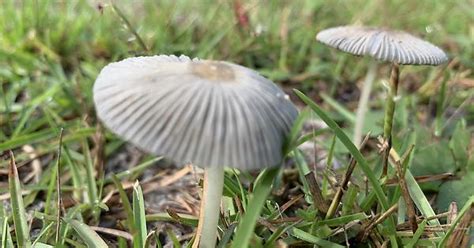 mushrooms album 2 album on imgur