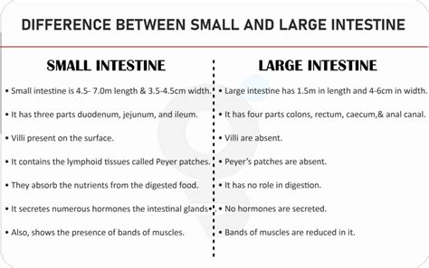 What Is Difference Between Small And Large Intestine