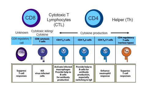 Types Of T Cells