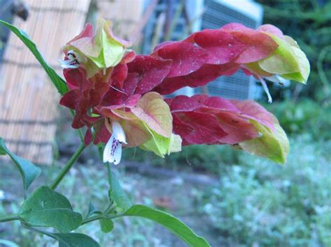 コエビソウ小海老草