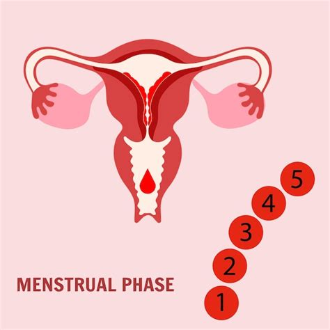 Premium Vector Stages Of The Menstrual Cycle Menstrual Phase In
