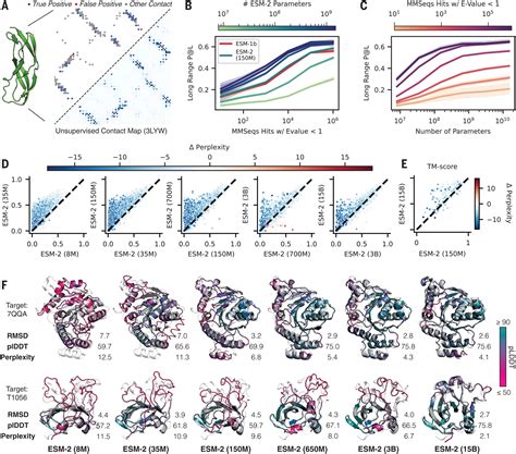 Predicting Protein Folding From Single Sequences With Meta AI ESM 2