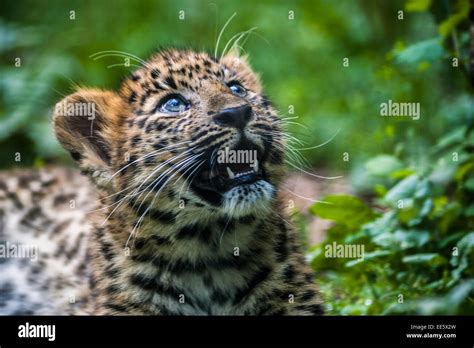 Amur Leopard Cub Muusi Stock Photo Alamy