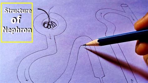 How To Draw A Nephron Of The Kidney How To Draw Nephron Of Kidney