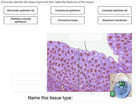 SOLVED Correctly Identify This Tissue Type And Then Label The Features