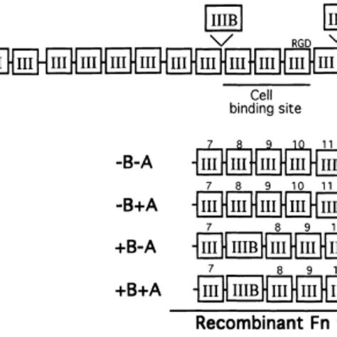 linear structure of fn and recombinant fn fragments fn consists of download scientific diagram