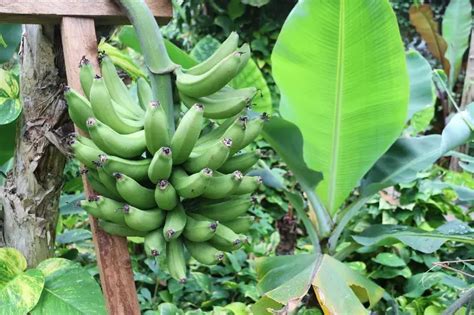 How To Winterize A Banana Tree Tips And Methods Against Frost