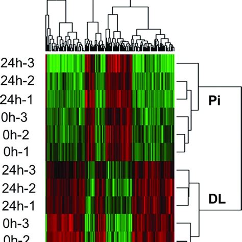 Hierarchical Heat Map Showing Differential Gene Expression Over The