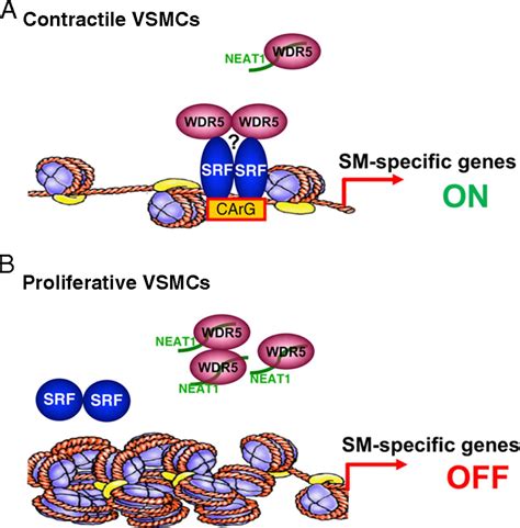 Long Noncoding RNA NEAT1 Nuclear Paraspeckle Assembly Transcript 1 Is