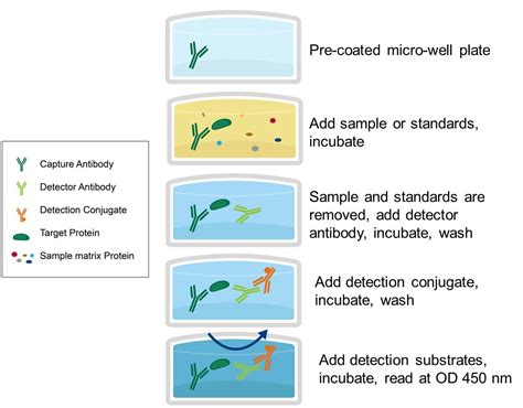 ELISA Principle And Procedure Presentation
