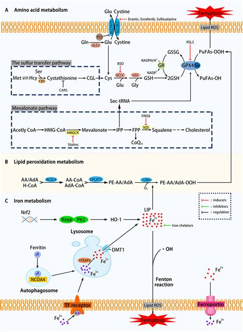 Frontiers The Mechanism Of Ferroptosis And Applications In Tumor