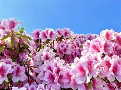 ツツジの花と青空 No 26775414写真素材なら写真AC無料フリーダウンロードOK