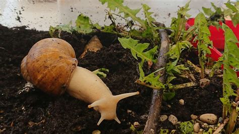 Neue Mitbewohner Im Schülerhort Afrikanische Riesenschnecken