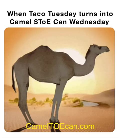 When Taco Tuesday Turns Into Camel ToE Can Wednesday CamelTOEcan