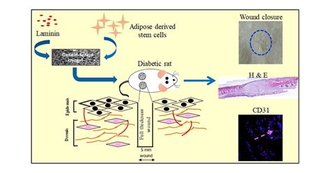 Adipose Derived Stem Cells ADSCs Loaded Gelatin Sericin Laminin