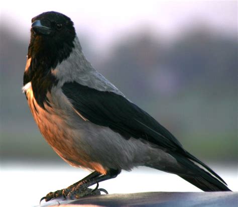 Corvid