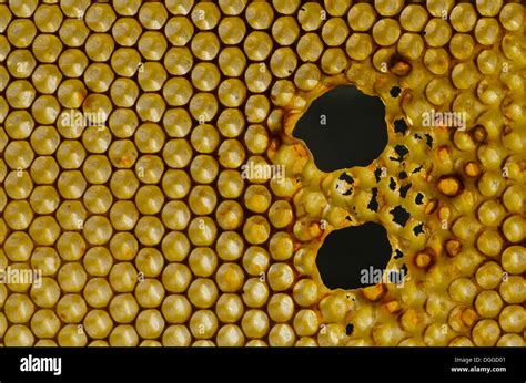 Honeycomb Of Carnica Bees Apis Mellifera Carnica Nuertingen Bavaria Stock Photo Alamy