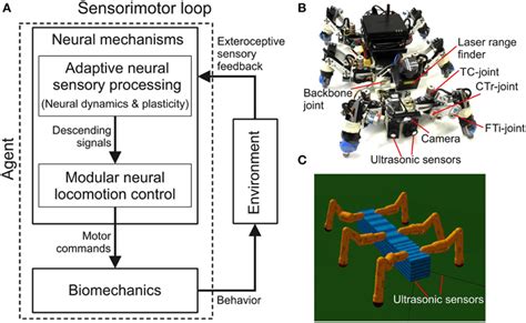 frontiers synaptic plasticity in a recurrent neural network for versatile and adaptive