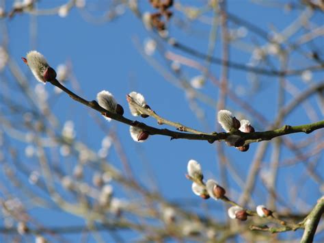 Free Images Tree Nature Branch Blossom Winter Leaf Flower Frost Spring Produce
