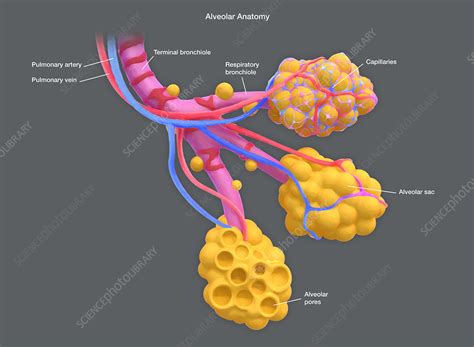 Lung Alveoli Illustration Stock Image F032 4730 Science Photo