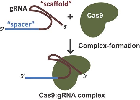 Components Of CRISPR Cas9