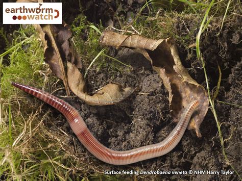 Earthworm Watch The Results Earthworm Society Of Britain