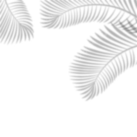 Tropical Leaf Soft Shadow Vector Tropical Leaf Leaf Shadow
