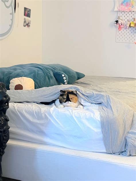 Mew On Twitter There Was A Lump Hiding Under My Blankets 😠