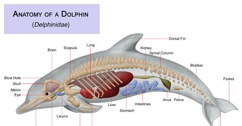 Female Dolphin Anatomy