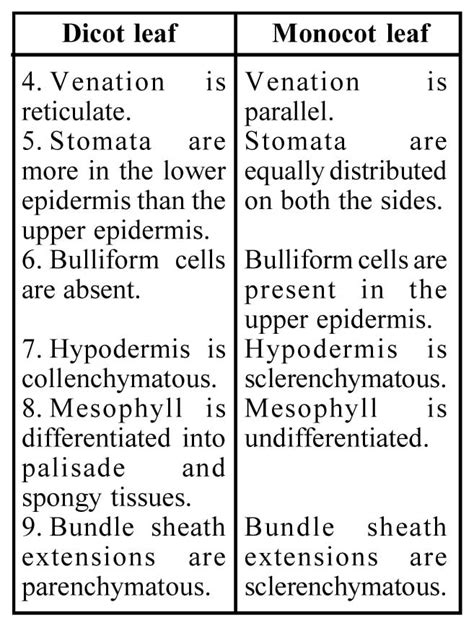 What Are The Differences Between Monocot And Dicot Leaves Infoupdate Org