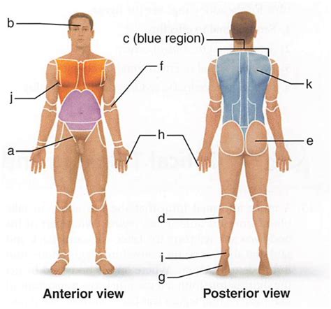 Match Each Anatomical Region Shown In The Image With The Ana Quizlet