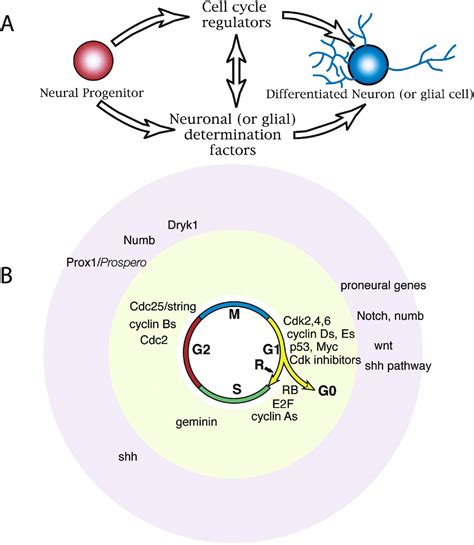 Neurogenesis And The Cell Cycle Neuron