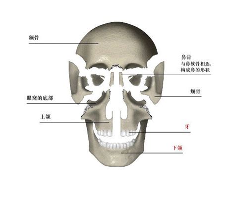 人体颅骨解剖示意图 人体解剖图 医学图库