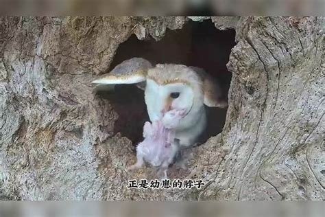 猫头鹰爸爸扭断幼崽脖子猫头鹰妈妈奋力反抗为何如此残忍 猫头鹰 脖子 妈妈