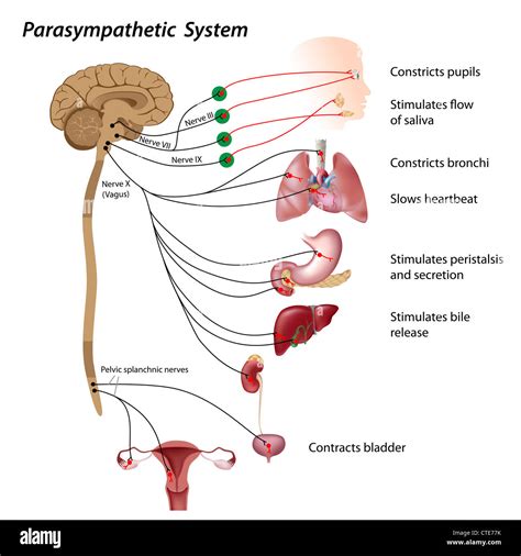 Vagus Nerve Parasympathetic Autonomic Nervous System Nervous System