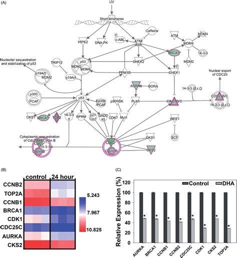 Canonical Pathway Impacted By DHA Exposure A The Cell Cycle G2 M