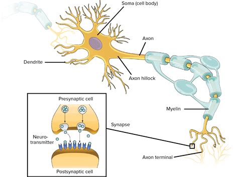 Parts Of A Neuron With Labels