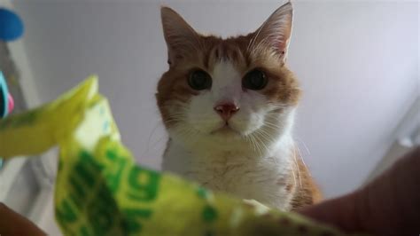Cat Wants Mcmuffin Youtube