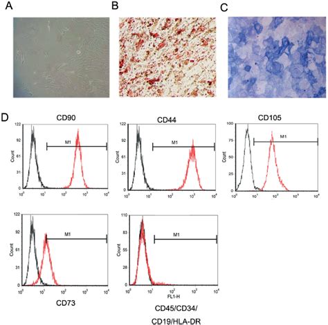 Figure 1 From Long Non Coding RNA DANCR Induces Chondrogenesis By