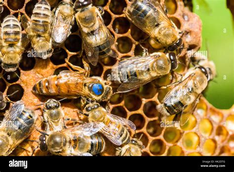 The Blue Marked Queen Of A Carniolan Honey Bee Apis Mellifera Stock Photo Royalty Free Image