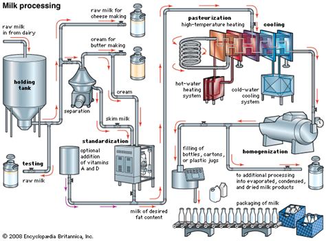 A Diagram Of The Process Of Milk Milk Production Process Flo