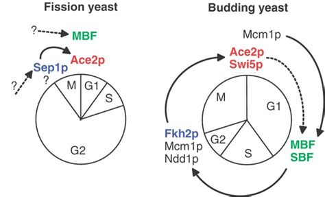 cell cycle transcriptional networks in fission and budding download scientific diagram
