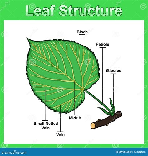 Leaf Diagram Labeled