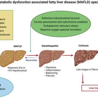 Pathogenesis And Spectrum Of MAFLD Hepatic Steatosis Is Promoted By