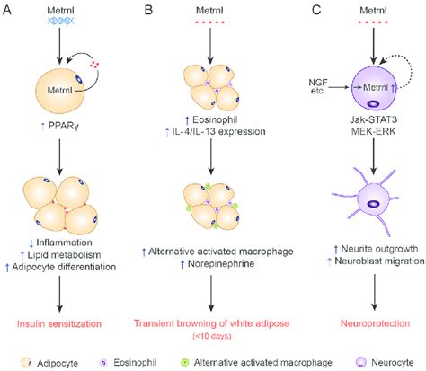 Known Functions Of Metrnl In White Adipose Tissue And Neurocytes A