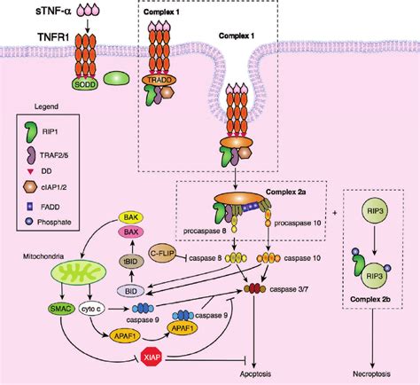 TNF Alpha Signaling Pathway