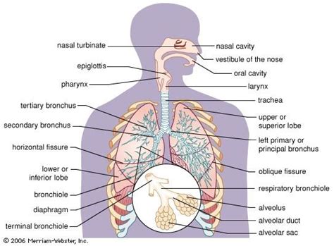 Respiratory System Diagram Labeled