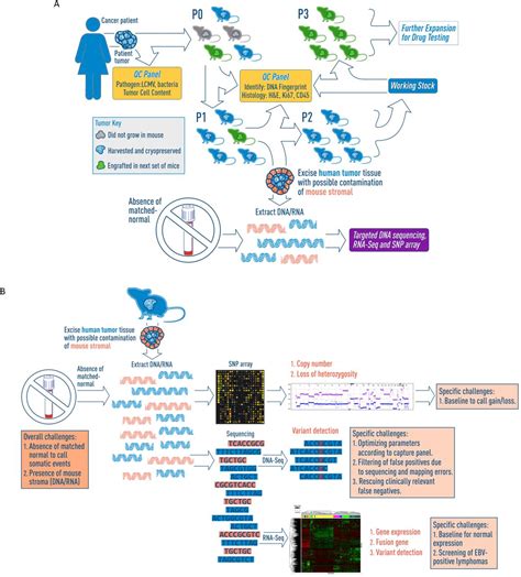 bioinformatics workflows for genomic analysis of tumors from patient derived xenografts pdx
